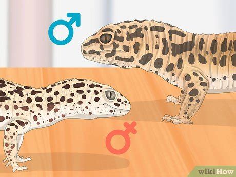 How To Sex Leopard Geckos 3 Things To Look For
