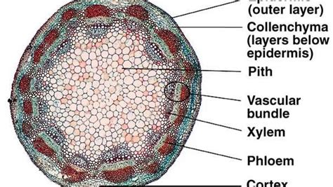 Dicot Stem Vascular Bundle