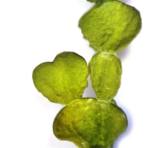 Buy Halimeda Pretty Calcareous Green Algae For The Saltwater Aquarium