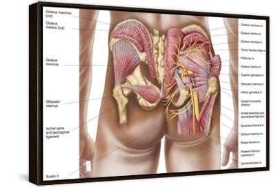 Anatomy Of Buttocks