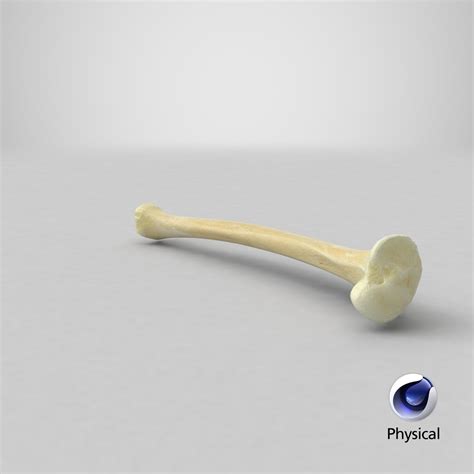 Pavian Monkey Male Tibia 3d Turbosquid 1573485