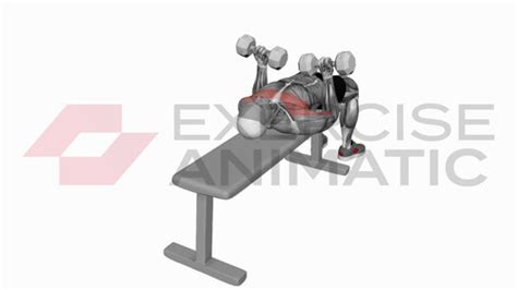 Dumbbell Lying Supine Curl Exercise Animatic