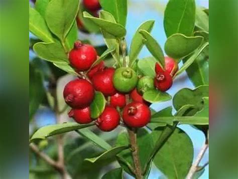 Budidaya Jambu Brazil Kampustani Com