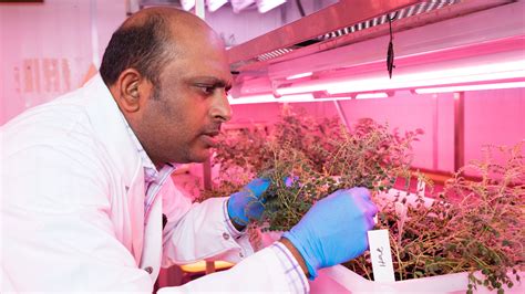 Plan Of Attack For Aggressive Ascochyta Isolates Groundcover