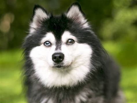 Chien Mignon Les 10 Races De Chiens Les Plus Mignons