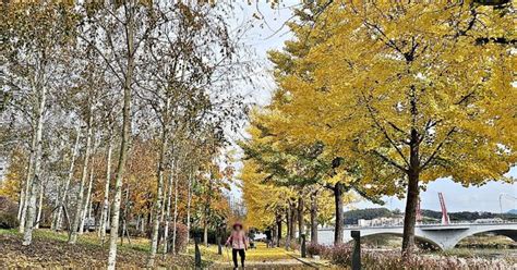 황금색 은행나무와 백색 자작나무