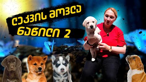 ლეკვის მოვლა ჭიაზე დამუშავება კვება ლაბრადორის ზომაში დაპატარავება Youtube