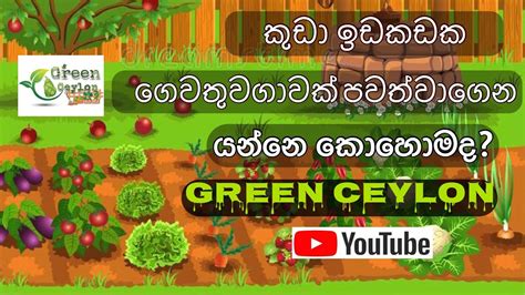 කුඩා ඉඩකඩක සාර්ථකව ගෙවතු වගාවක් කරන ආකාරය ගැන පැහැදිලිව කියලා දෙන Green Ceylon යූටියුබ් නාලිකාව