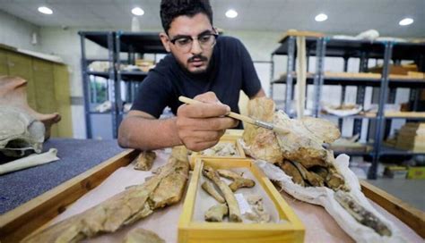 Scientists Discover 43 Million Year Old Fossil Of A Four Legged Whale