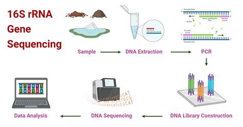 16s Rrna Gene Sequencing Principle Steps Applications Gene Sequencing Sequencing Biology