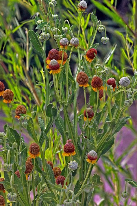 Observation Helenium Microcephalum Dc Eol − Richard Reynolds Feb 2