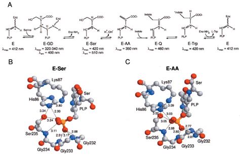 Figure 1 From Structure And Function Of The Tryptophan Synthase A 2 B 2 Complex Roles Of B