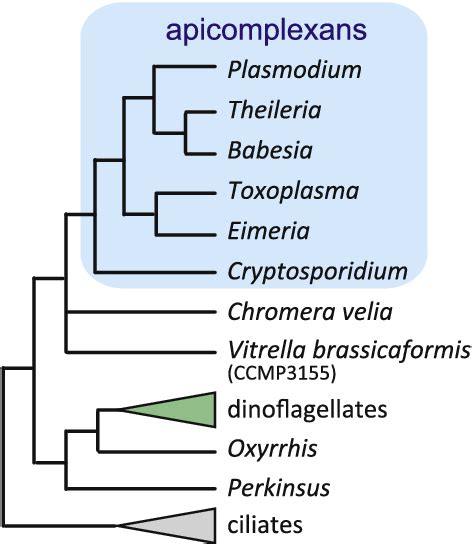Apicomplexans Plasmodium