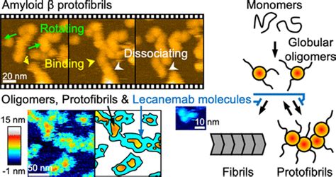 Structural Dynamics Of Amyloid β Protofibrils And Actions Of Anti Amyloid β Antibodies As