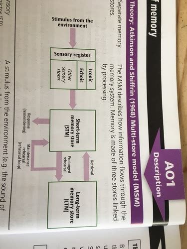Memory Multi Store Model Flashcards Quizlet