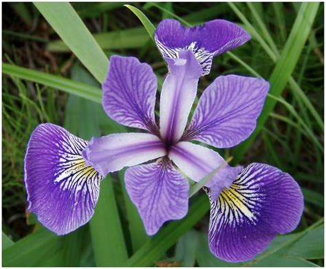 [keras] 붓꽃 Iris 데이터 분류해보기 Iris Classification Using Keras