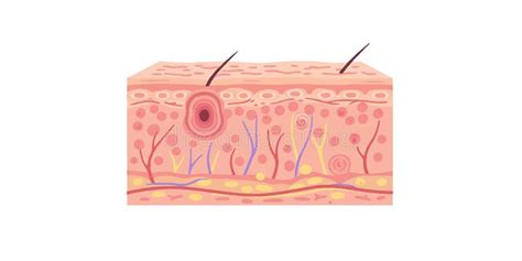 Human Skin Anatomy Vector Epidermis Layers Medical Diagram Stock