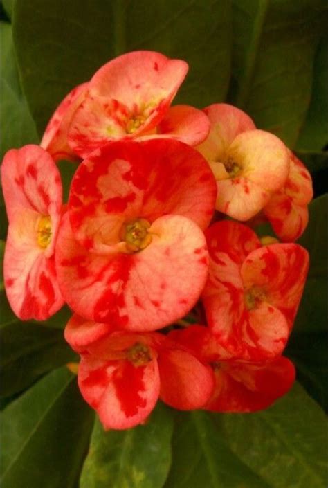 Macetitas Y Más Added A New Photo Macetitas Y Más