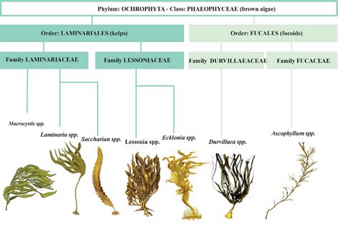 Taxonomic Classification Of Algae Download Scientific Diagram