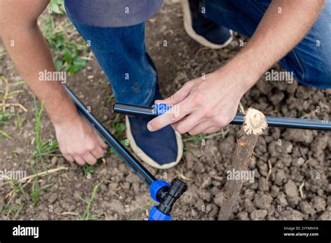 Fixing And Connecting Pipes Using A Fitting Man Installs An Automatic Drip Irrigation System