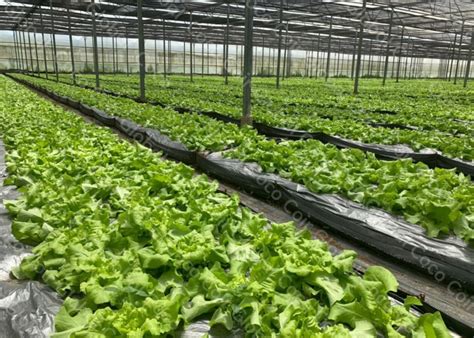 Applications Of Coco Coir In Greenhouse Farming