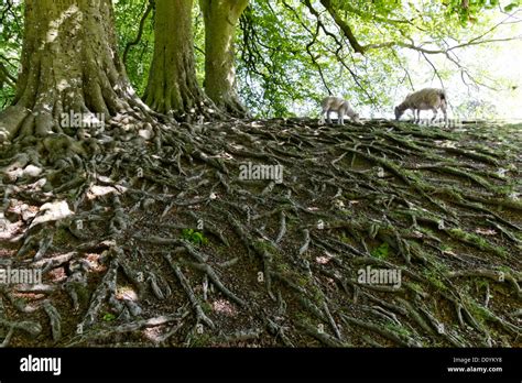 Exposed Tree Root System Stock Photos Exposed Tree Root System Stock Images Alamy