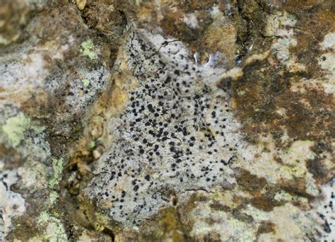 Lichens Nature Database