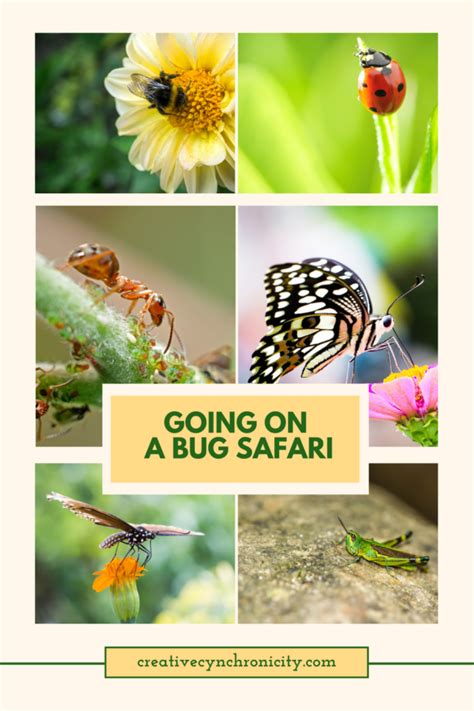 go on a bug safari creative cynchronicity