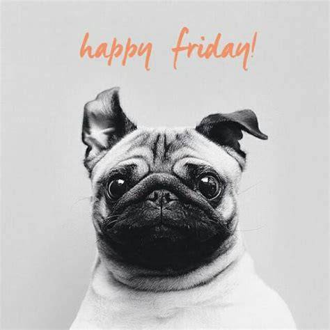 Happy Friday Hd Photos For Whatsapp Pugs Funny Pugs Cute Pugs