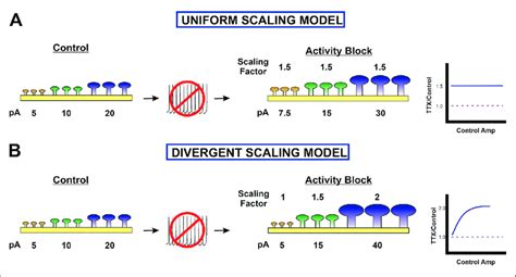 comparison of uniform multiplicative and divergent scaling models a