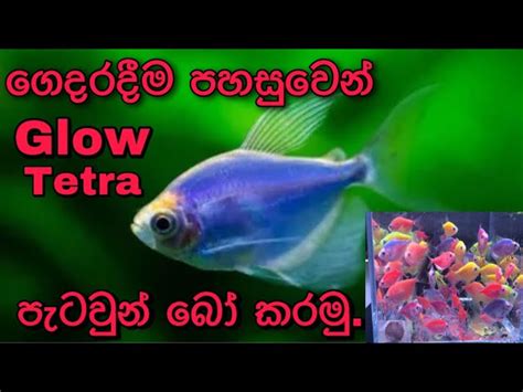 How To Breed Glowlight Tetras And My Introduction Youtube