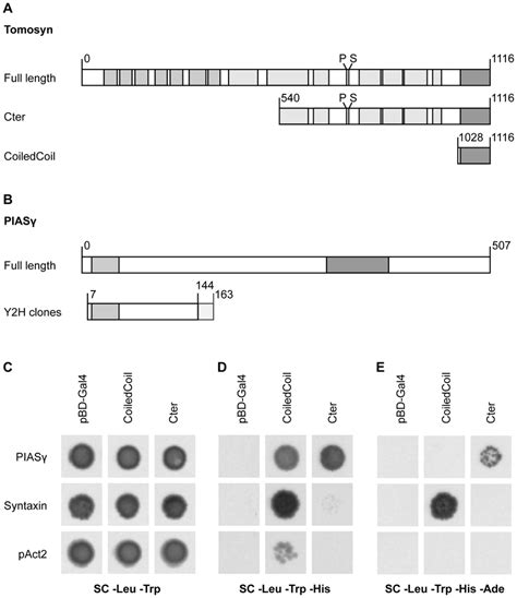 Yeast Two Hybrid Interaction Of Tomosyn 1 And Piasc A Tomosyn Amino