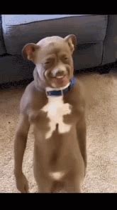 Dog Dance Ai  Dog Dance Ai Descubre Y Comparte 