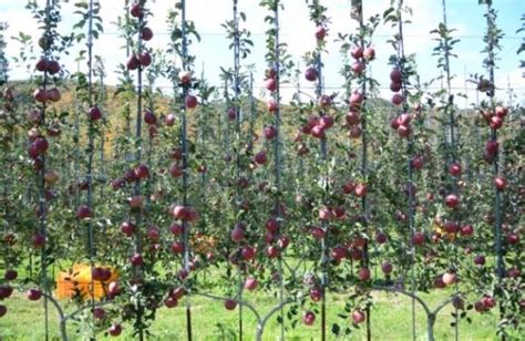 경북 다축형사과원 대한민국 사과산업 재도약 이끈다