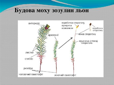 Презентація Біологія 6 клас Практична робота №3 Тема Порівняння