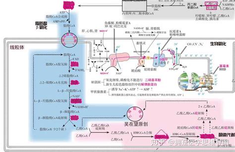 人体的脂质代谢是怎么个流程？ 知乎