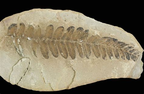 3 6 Fossil Fern Neuropteris Pos Neg Mazon Creek 121182 For Sale