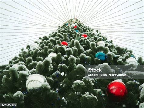나뭇가지와 바늘에 눈이 있는 크리스마스 트리 아름다운 흰색 파란색 빨간색 공과 화환으로 만든 장식 나무 꼭대기에서 화환은 다른 방향으로 뻗어 있습니다 0명에 대한 스톡 사진