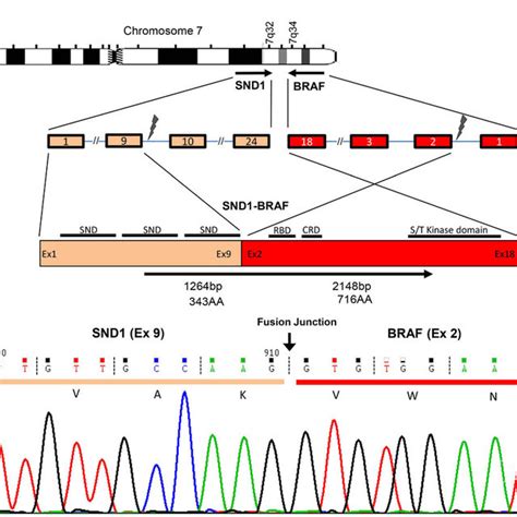 Validation And Identification Of Additional Snd1 Braf Fusions In Lung Download Scientific