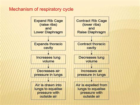 Rekha Topic 1 Respiratory Cycle Pptx