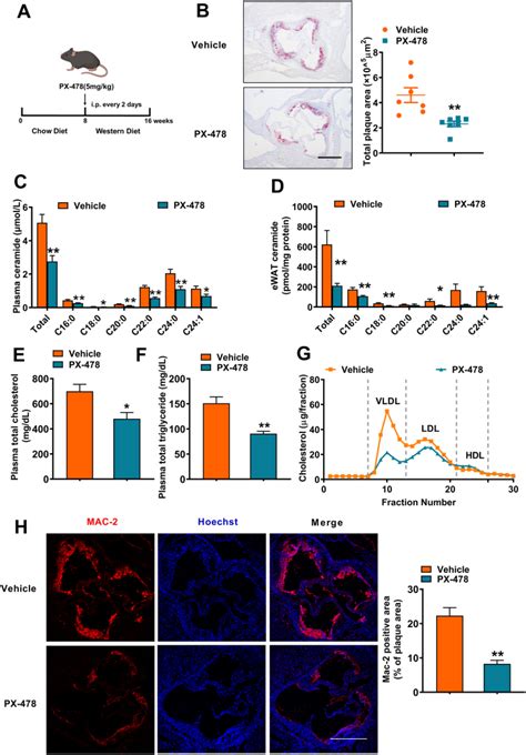 Disruption Of Adipocyte Hif 1α Improves Atherosclerosis Through The