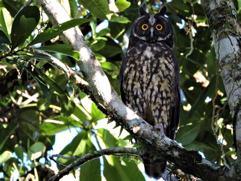 Stygian Owl Ebird