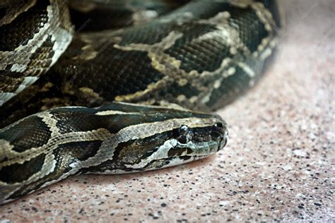 Große Python Im Terrarium Nahaufnahme Premium Foto