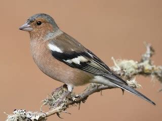 Eurasian Chaffinch Ebird