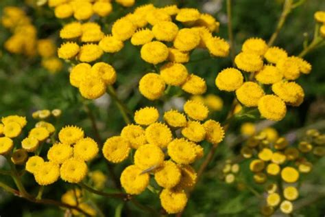 Helichrysum Guide For Growing Uses Beautiful Blooms