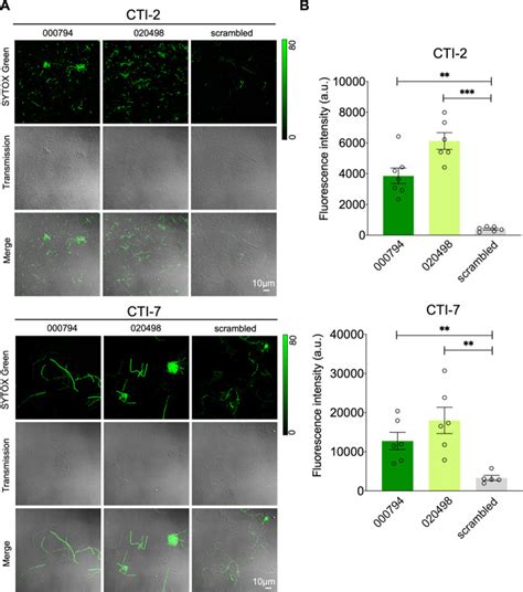 Targeting Fusobacterium Nucleatum Through Chemical Modifications Of Host Derived Transfer Rna