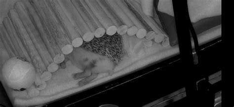 And Now Back To Our Regularly Scheduled Programming Rhedgehog