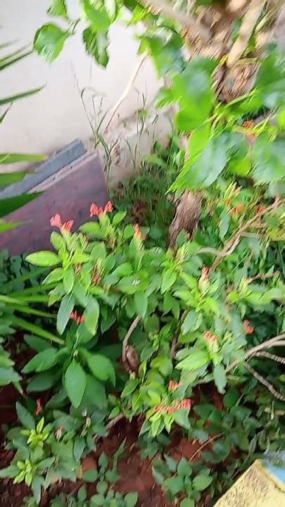 Ilaichi Plant 🪴 Youtube