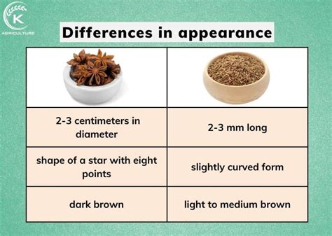 Star Anise And Anise Seed Differences In Appearance Flavor And Uses