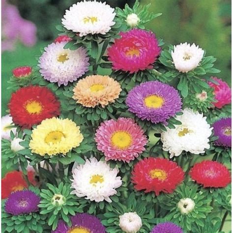 Assorted Aster Flower Seeds 100seeds Shopee Philippines